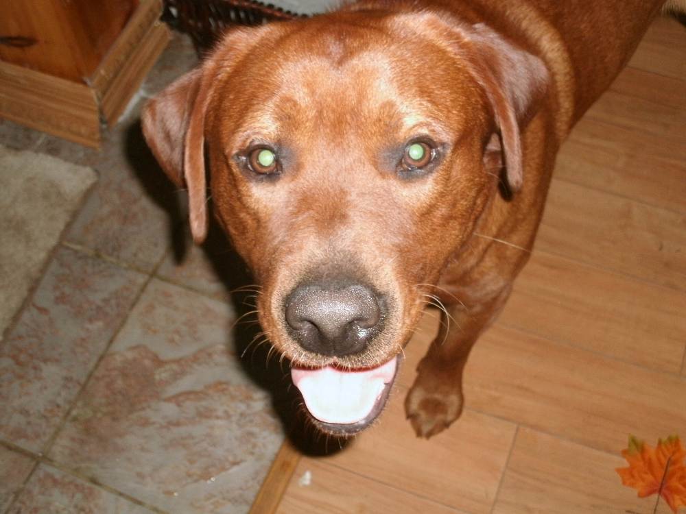 elevage labradorsirleduc