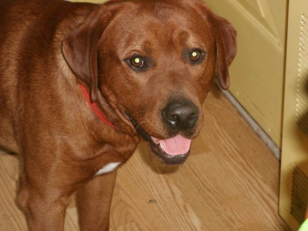 elevage labradorsirleduc