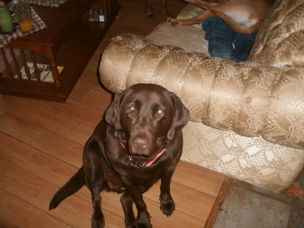 elevage labradorsirleduc