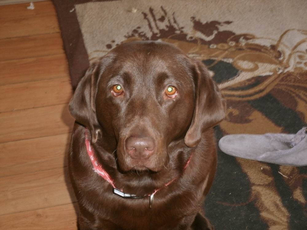 elevage labradorsirleduc