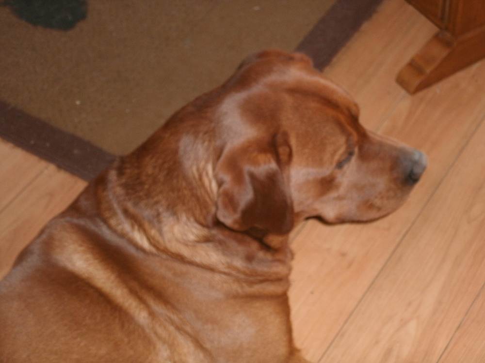 elevage labradorsirleduc