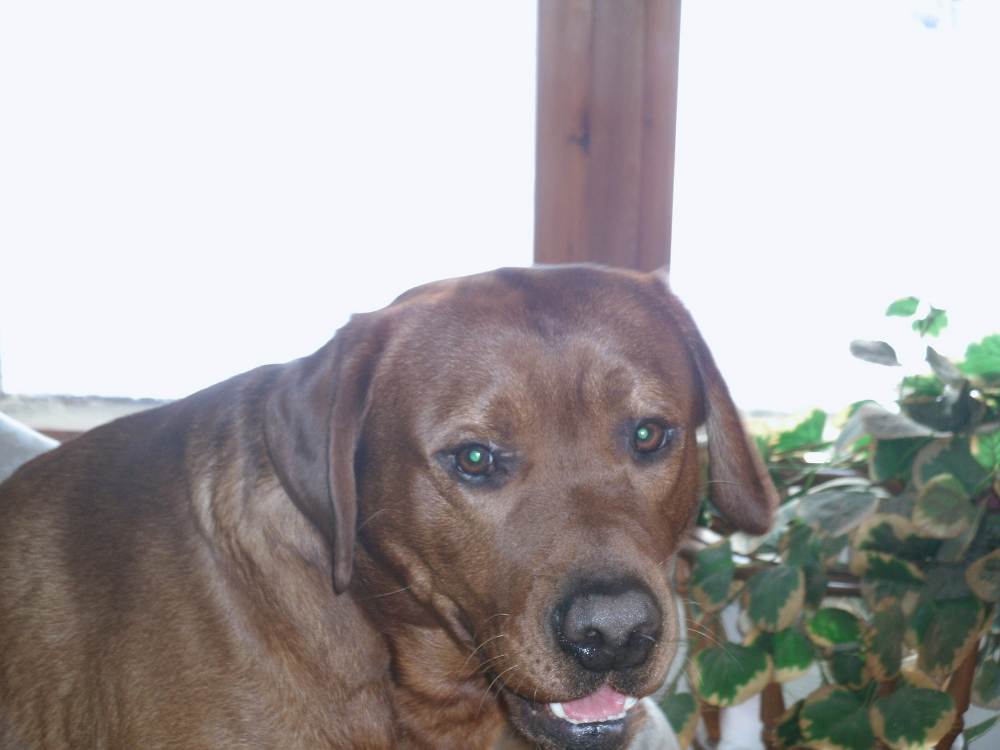 elevage labradorsirleduc