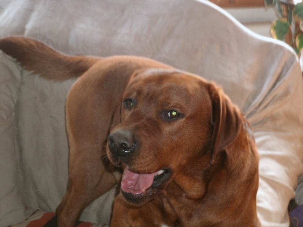 elevage labradorsirleduc