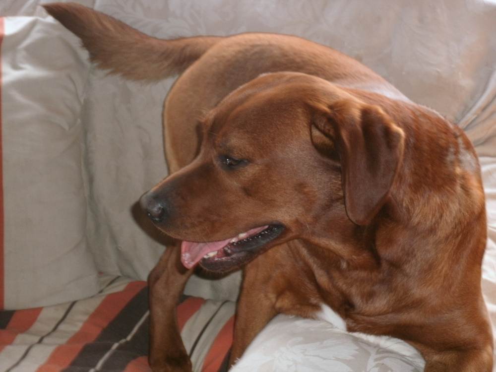 elevage labradorsirleduc