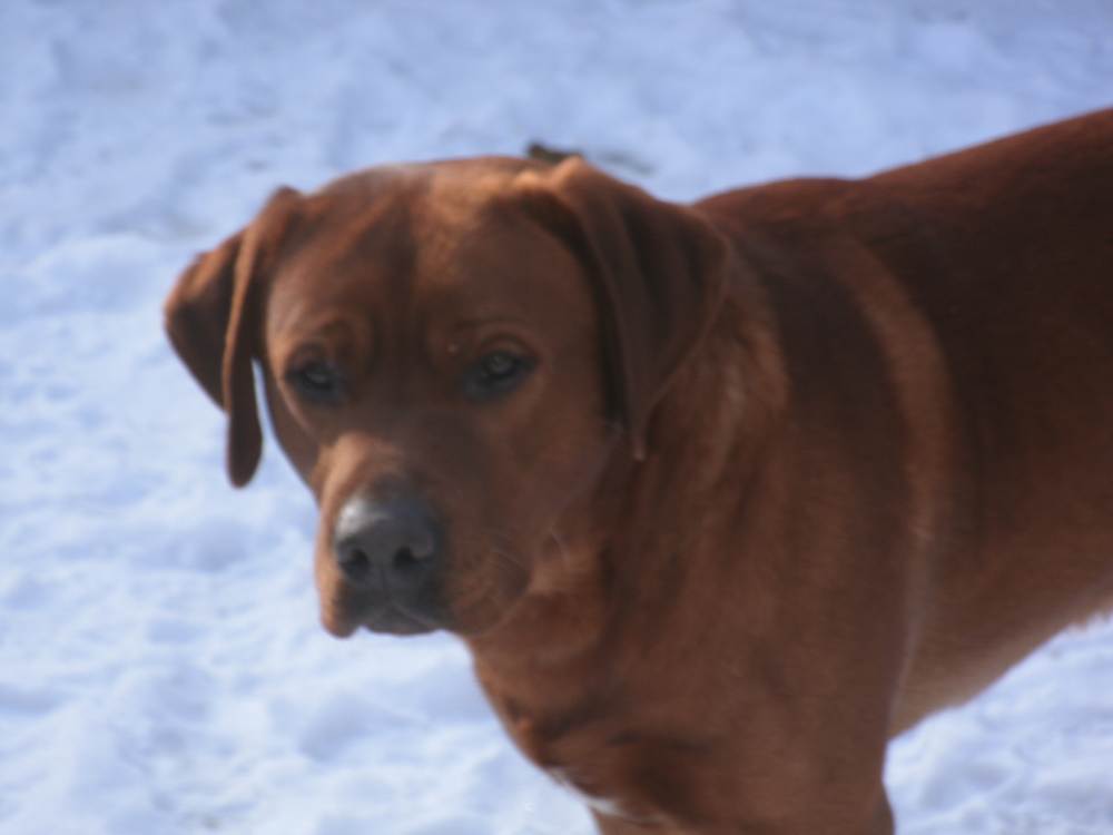 elevage labradorsirleduc