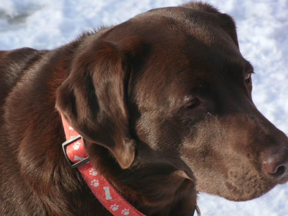 elevage labradorsirleduc