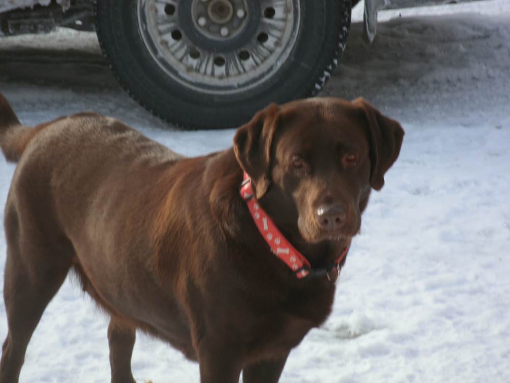 elevage labradorsirleduc