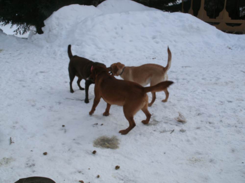 elevage labradorsirleduc