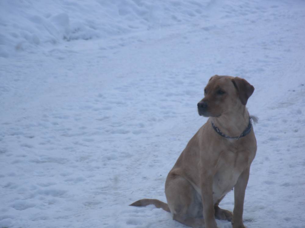 elevage labradorsirleduc