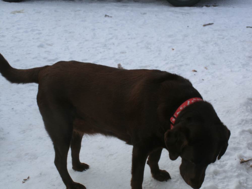 elevage labradorsirleduc