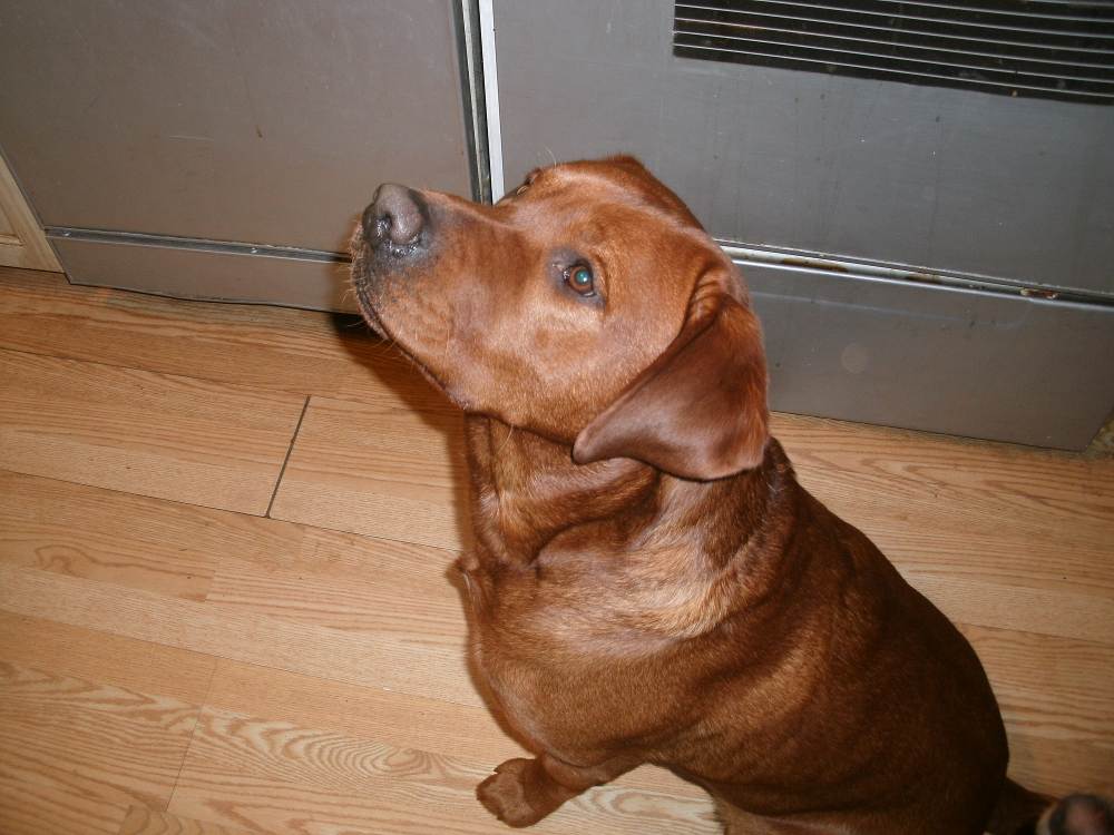 elevage labradorsirleduc