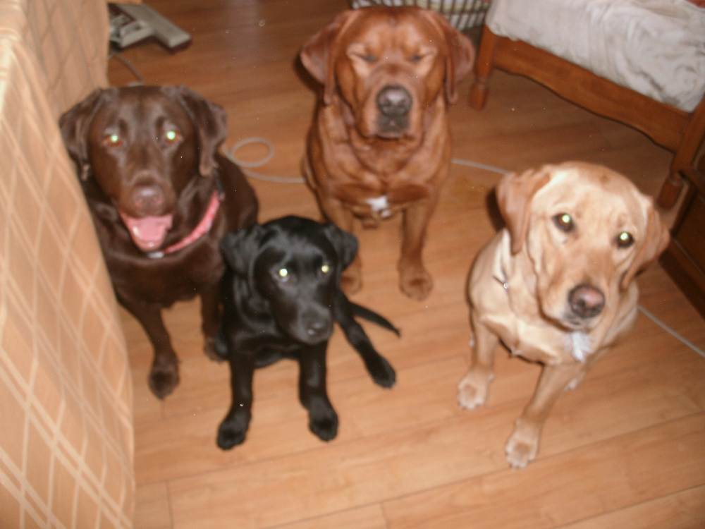 elevage labradorsirleduc