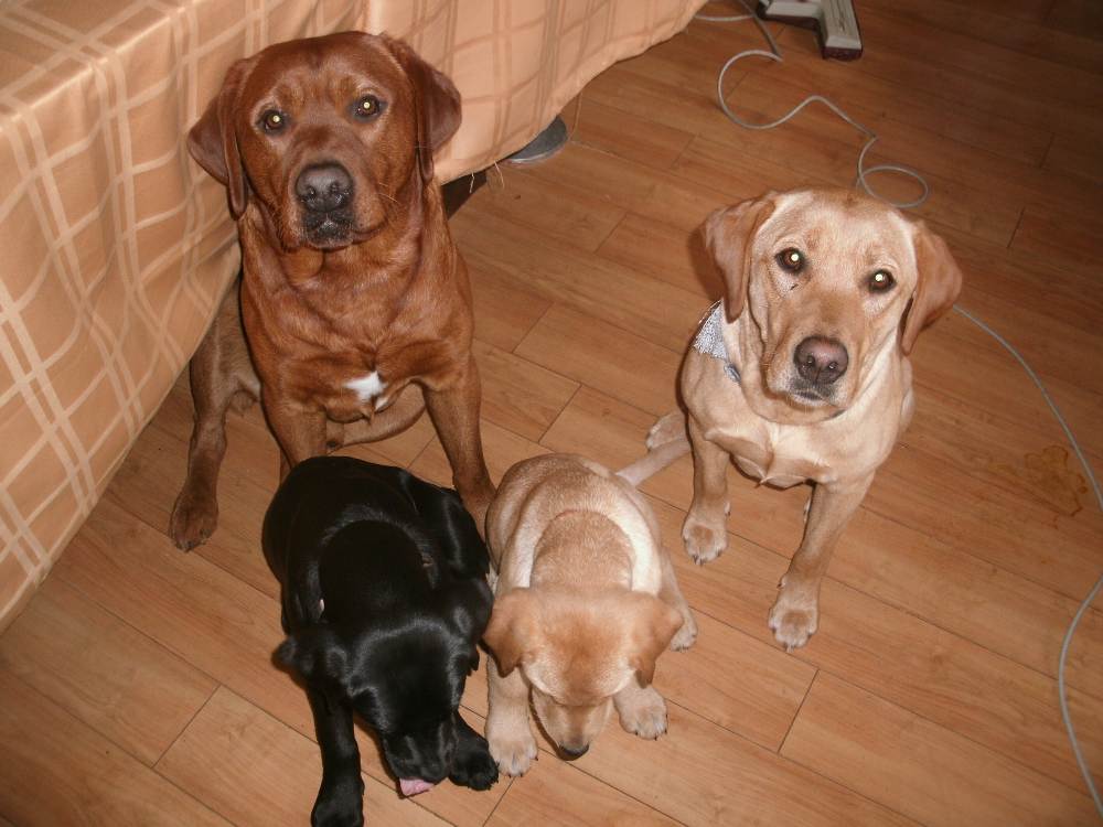 elevage labradorsirleduc