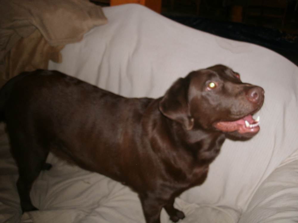 elevage labradorsirleduc