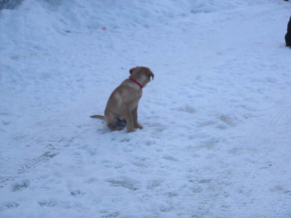 elevage labradorsirleduc