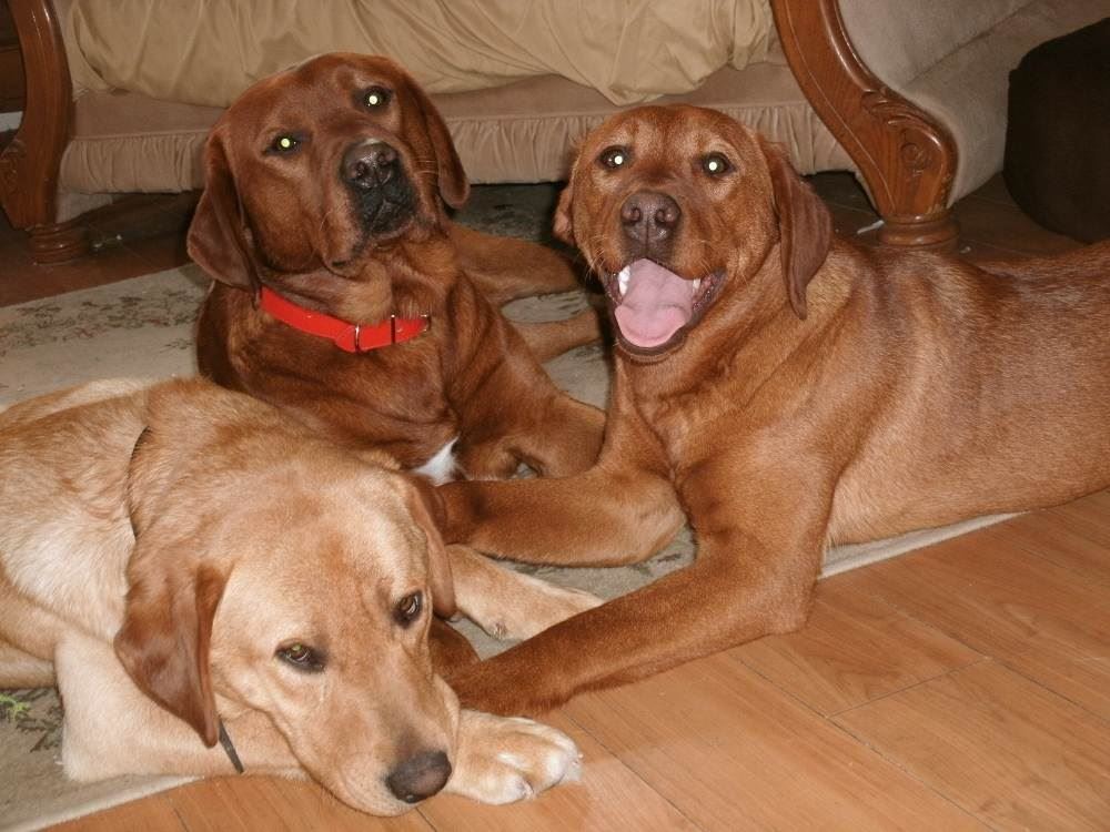 elevage labradorsirleduc