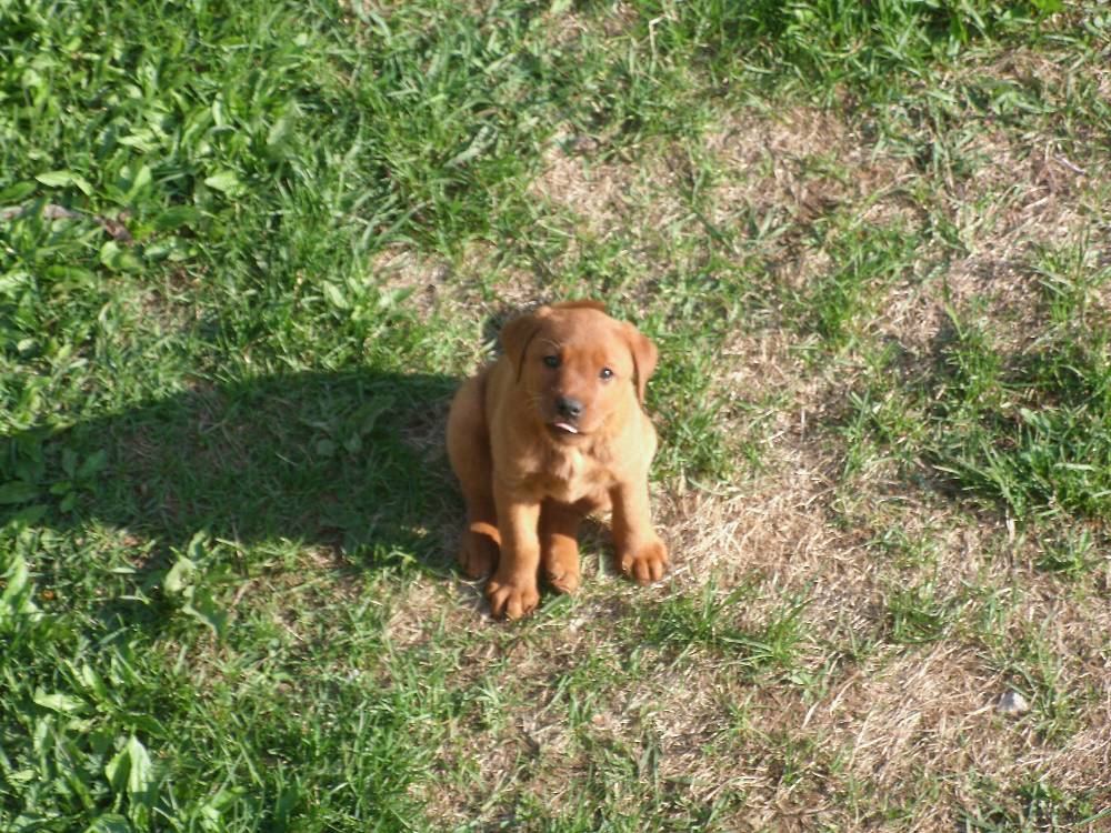 LES LABRADORS