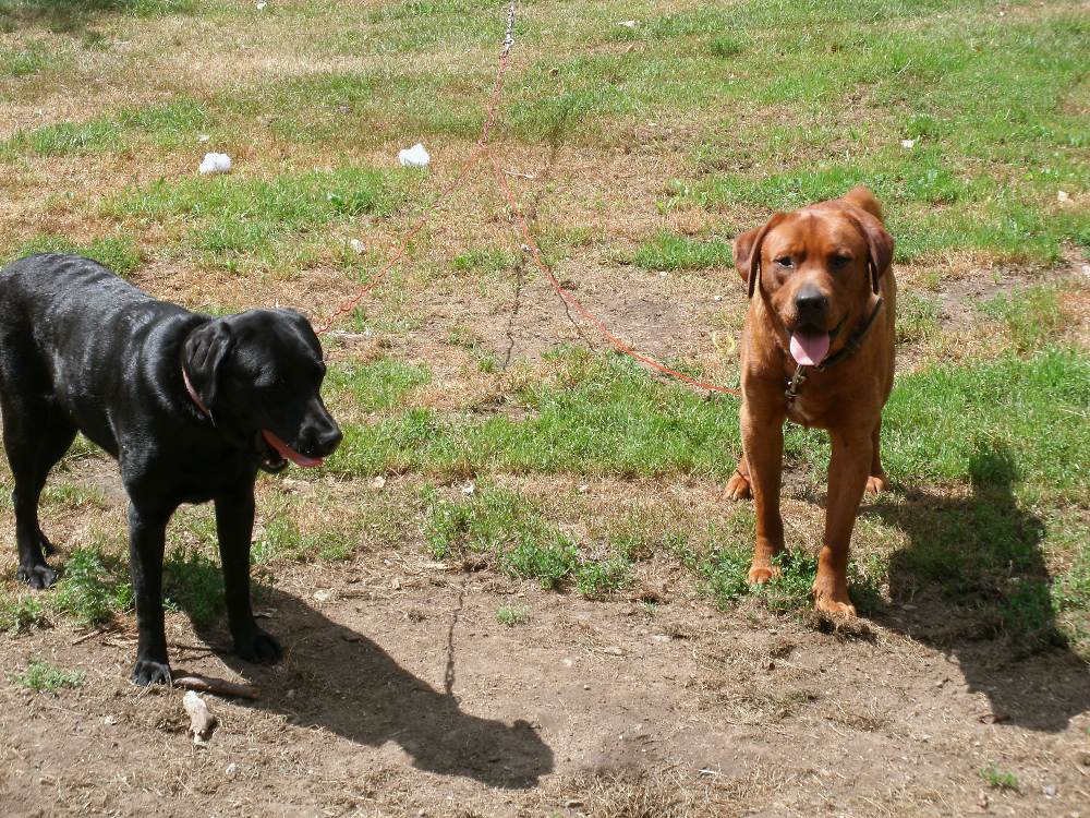 elevage labradorsirleduc